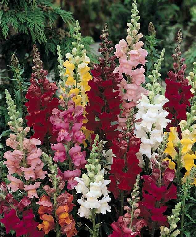 Add Snapdragons – Green Bench Flowers